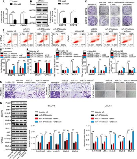 Knockdown Mir‐378 Inhibited Cancer Cell Proliferation Migration
