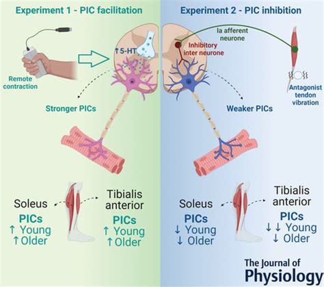 Facilitationinhibition Control Of Motor Neuronal Persistent Inward Currents In Young And Older