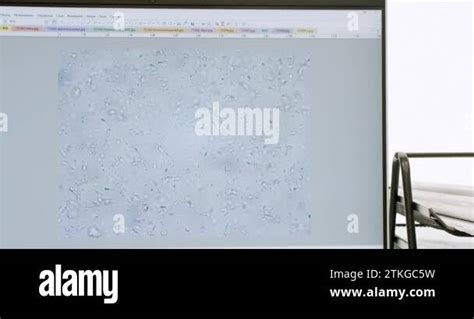 Scientist Examining Samples Under A Microscope During A Experiment Stock Videos Footage HD