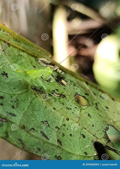 Grasshoppers That Land On Leaves Of The Same Color Stock Image Image