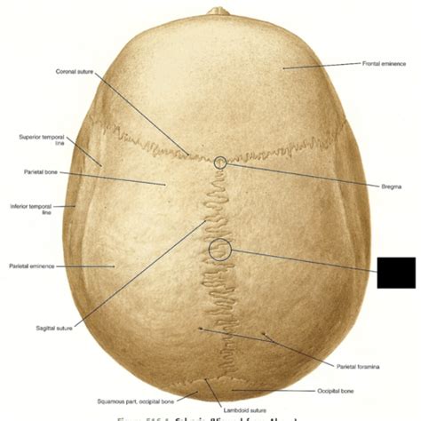 Face And Scalp Flashcards Quizlet