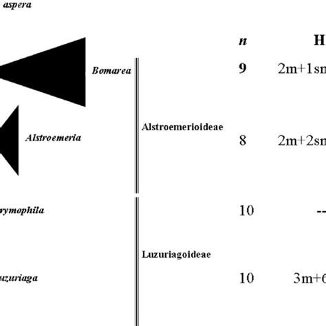 Bayesian Inference Phylogenetic Tree Based On Combined Analysis Rdna