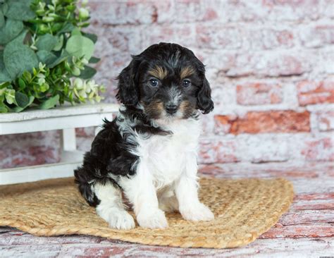 Jett Tiny Cavapoo Puppy For Sale In Pennsylvania