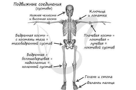 Кости их соединения подготовка к ЕГЭ по биологии