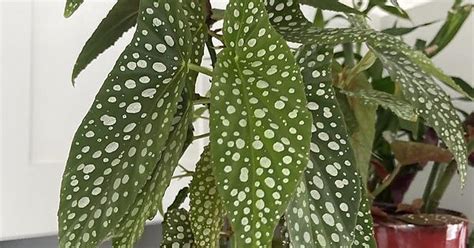 Begonias Album On Imgur