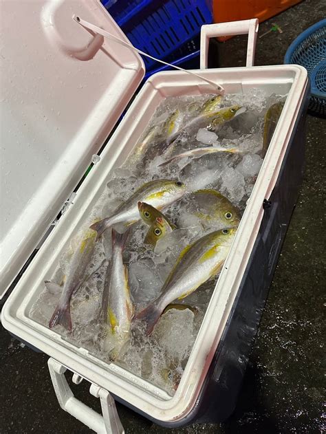 新勝發漁業 🐟今天有現釣黃雞魚哦~超級新鮮，眼睛亮睛睛 一斤約3 5尾左右 ️現釣黃雞魚