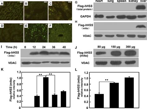 Figure 1 From Administration Of Naked Plasmid Encoding Hepatic