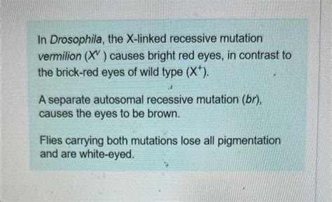 Solved In Drosophila The X Linked Recessive Mutation Chegg