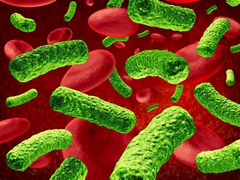 ¿cuáles Son Las Superbacterias Que Pueden Generar Una Sepsis Y