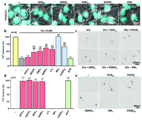 Tc Mediated Neuroprotection Of Da Neurons Against Iron Mediated Download Scientific Diagram