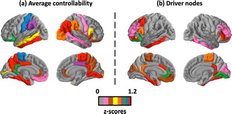 A Average Controllability And B Driver Nodes Distribution Averaged Download Scientific