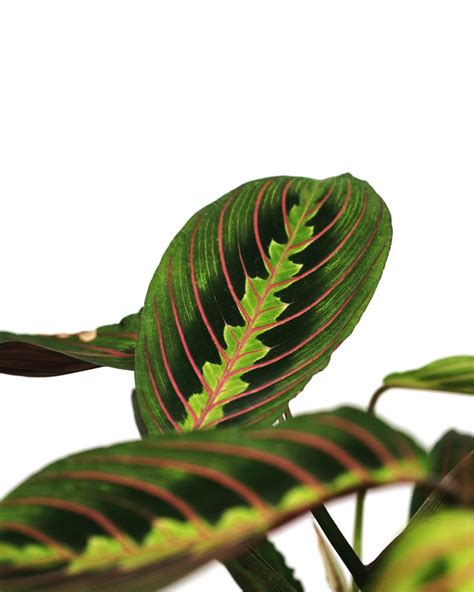 Maranta Pflege Und Fakten [pflanzenlexikon] Feey Ag