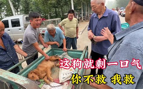 大爷拉着病狗送狗肉车小哥跟你一辈子了你就没钱给它看病吗 农村人大飞 农村人大飞 哔哩哔哩视频