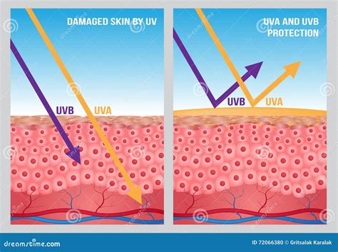 Protection And Penetrate Uv Rays From Sun Into Epidermis Of Skin Cross