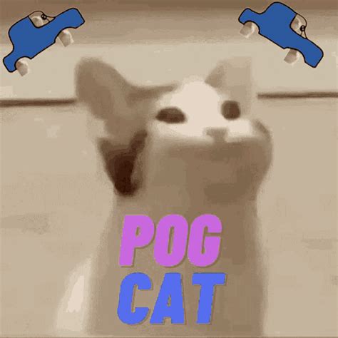Pog Cat  Pog Cat Discover And Share S