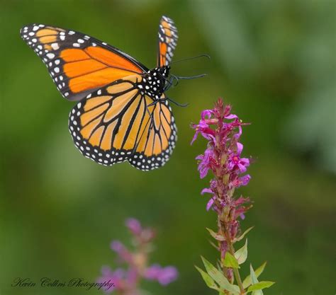 Monarch Butterfly Landing
