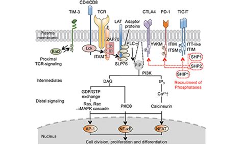T Cell Co Signaling Pathway Ligand Receptor Interactions Aladdin
