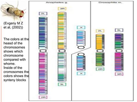 Drosophila Melanogaster Genome Analysis Pptx