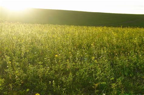 Padang Rumput Semanggi Lapangan Foto Gratis Di Pixabay Pixabay