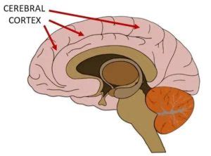 Cerebral Cortex Neuromechanics Of Human Movement For Learners By Learners