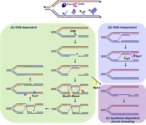 Lagging Strand Synthesis
