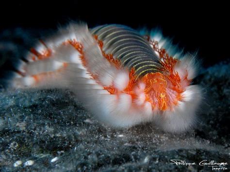 Delve Deep Into Bearded Fireworms Safety Measures And Fascinating