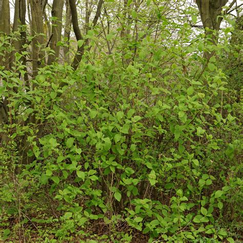 Viburnum Lantana Wayfaring Tree