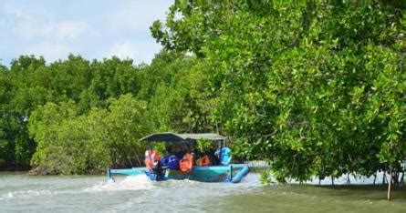 KISAH SUKSES EKOWISATA MANGROVE PANDANSARI HUTAN MANGROVE KALIWLINGI