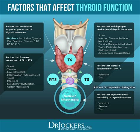 10 Nutrients To Improve Thyroid Function Artofit