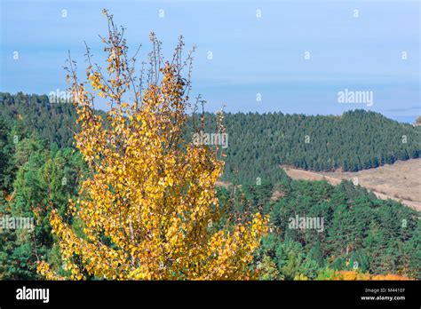 Yellow And Red Dyed Leaves Still Attached To The Tree Branches In Late Autumn Against Green