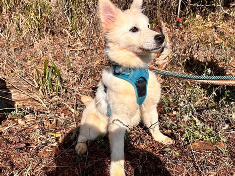 白いふわふわな毛がとって 奈良県 犬の里親募集 枚目の画像 ペットのおうち里親決定 万頭