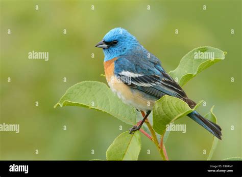 Male Lazuli Bunting Passerina Amoena Perched On A Leaf Western