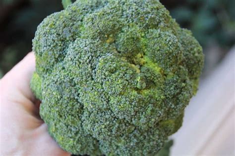 Broccoli Green Sprouting Calabrese Gmo Free Seeds