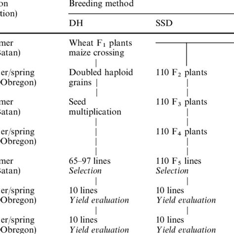 Production Of Spring Bread Wheat Lines From Three F Crosses By Doubled