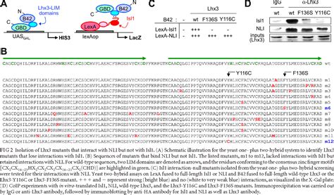 Figure 2 From Critical Roles Of The Lim Domains Of Lhx3 In Recruiting