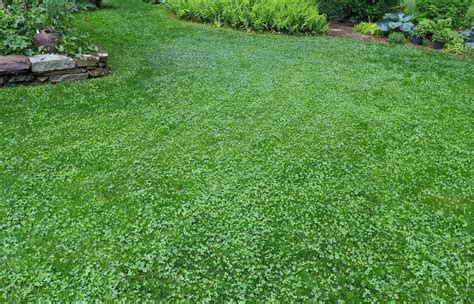 Types Of Grass In Texas—from Bermuda To Artificial Grass