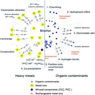 Different Categories Of Sources Of Biochar Download Scientific Diagram