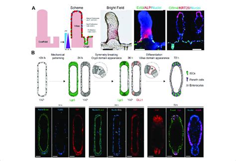 Geometry Guided Morphogenesis Of Intestinal Organoids A In Vitro Download Scientific Diagram