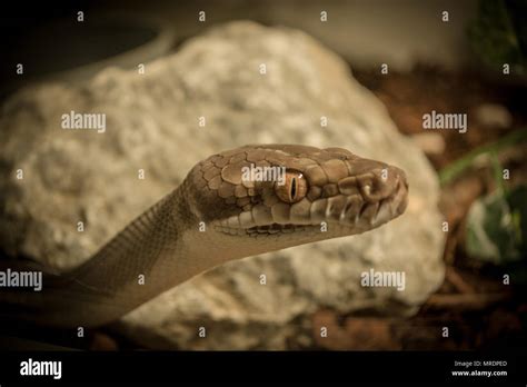 Tanimbar Python Hi Res Stock Photography And Images Alamy