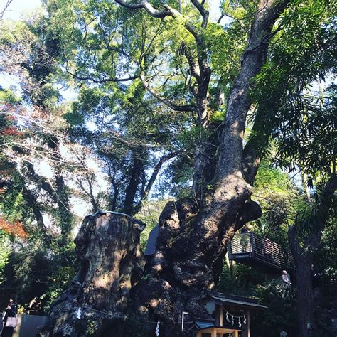 来宮神社の御神木 大楠 異次元エネルギーアート 美容・健康 Namis Blog