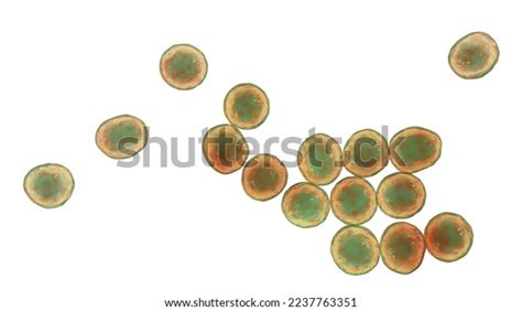Bacteria Methicillinresistant Staphylococcus Aureus Mrsa Multidrug