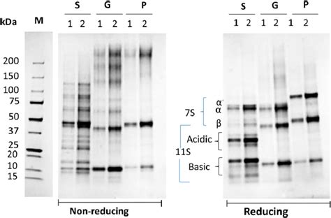 Sds Page Profile Of Extracted Bauhinia And Soya Proteins Under