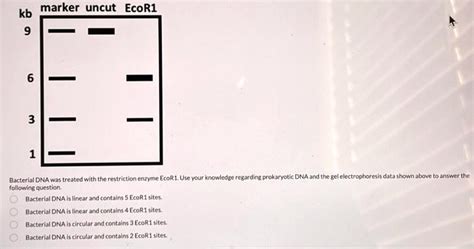 Marker Uncut Ecor1 Kb 9 6 3 1 Bacterial Dna Was Treated With The