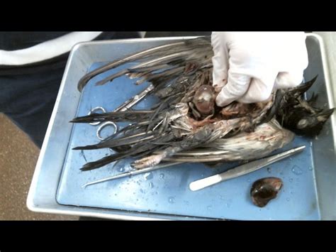 Bird Dissection Preserved Pigeons Wards Science
