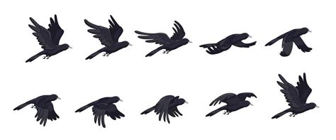 Premium Vector Crow Flying Animation Animated Fly Raven Bird Sequence