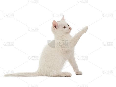 小猫举起爪子孤立在白色背景上