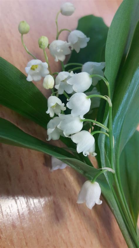 Clin d oeil Le brin de muguet du er mai une élégante tradition