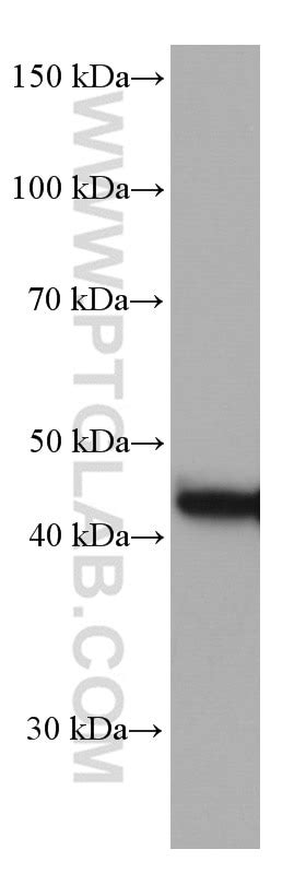 ckb antibody 66764 1 pbs proteintech