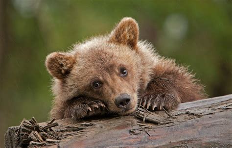 Bear Cub Wallpapers Wallpaper Cave