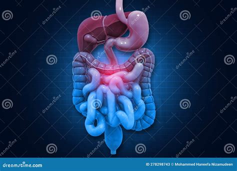 Human Digestive System On Scientific Background Stock Illustration Illustration Of Liver